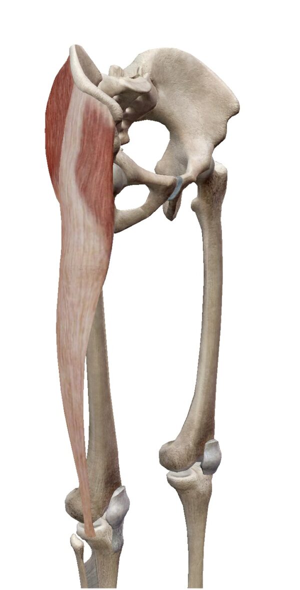 IT Band Syndrome Treatment and Rehabilitation | Coreroanoke.com